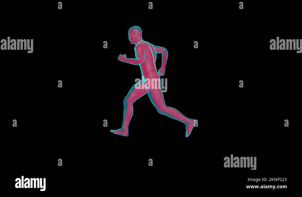 Human Running in X-Ray to Muscular System Stock Video Footage - Alamy