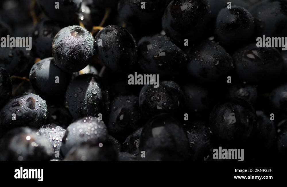 Grape. Beam of sunlight slowly passes over beautiful black grapes in ...