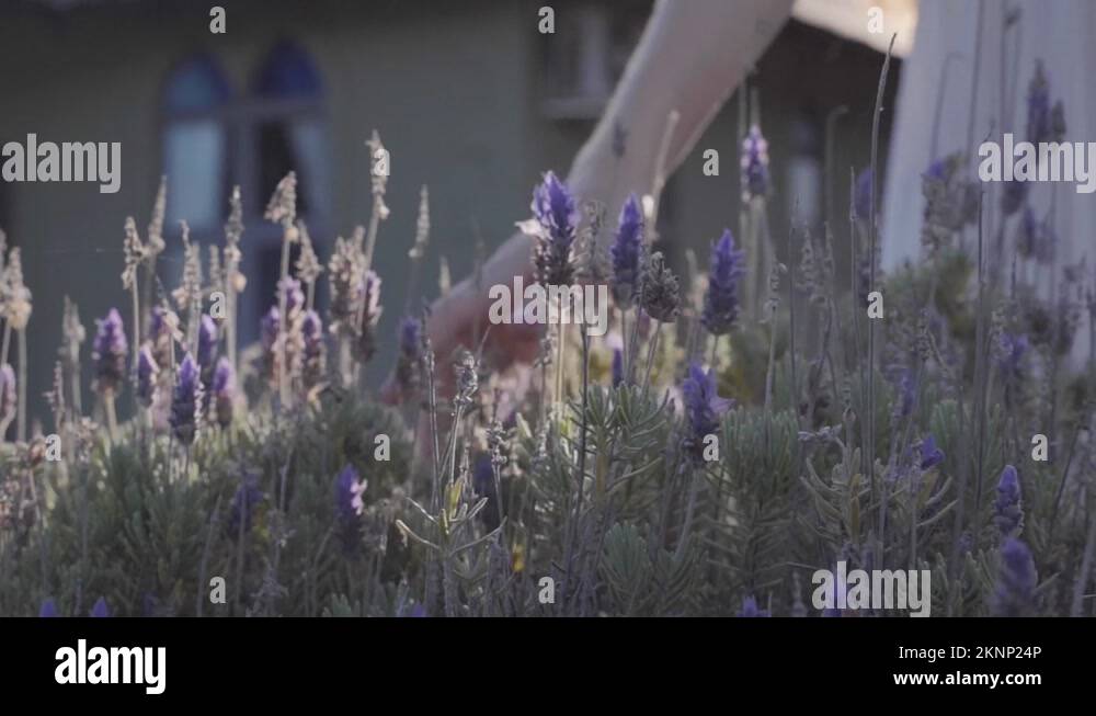 Field of lavanda Stock Videos & Footage - HD and 4K Video Clips - Alamy