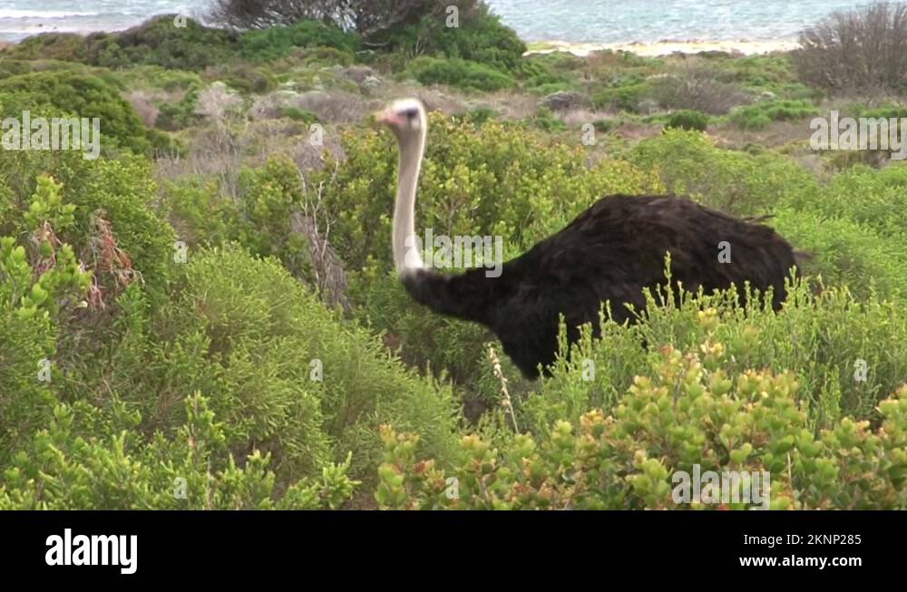Fynbos walk Stock Videos & Footage - HD and 4K Video Clips - Alamy