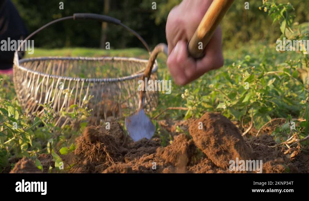 Grown up man Stock Videos & Footage - HD and 4K Video Clips - Alamy