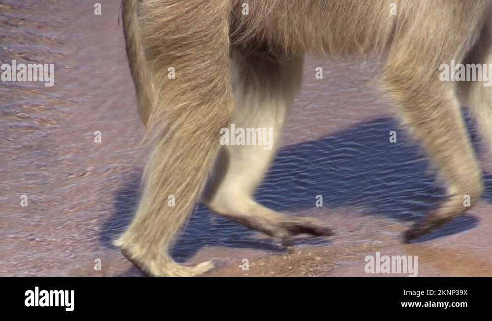 Baboon legs Stock Videos & Footage - HD and 4K Video Clips - Alamy