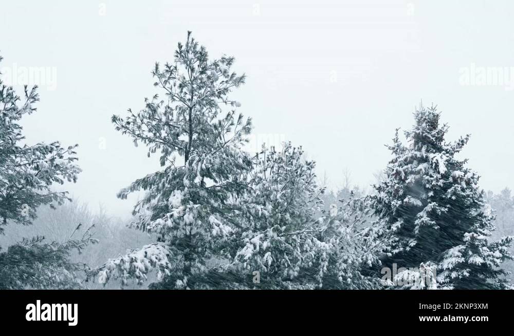Wintertime snow-covered pine trees while it is snowing hard outside ...