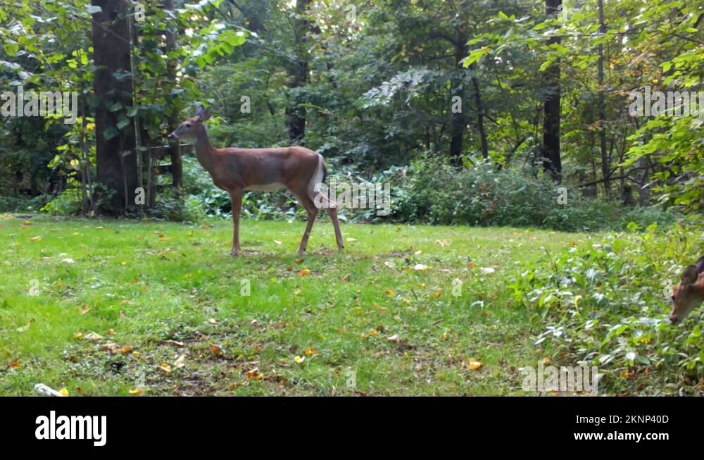 Red deer fawn and doe Stock Videos & Footage - HD and 4K Video Clips ...