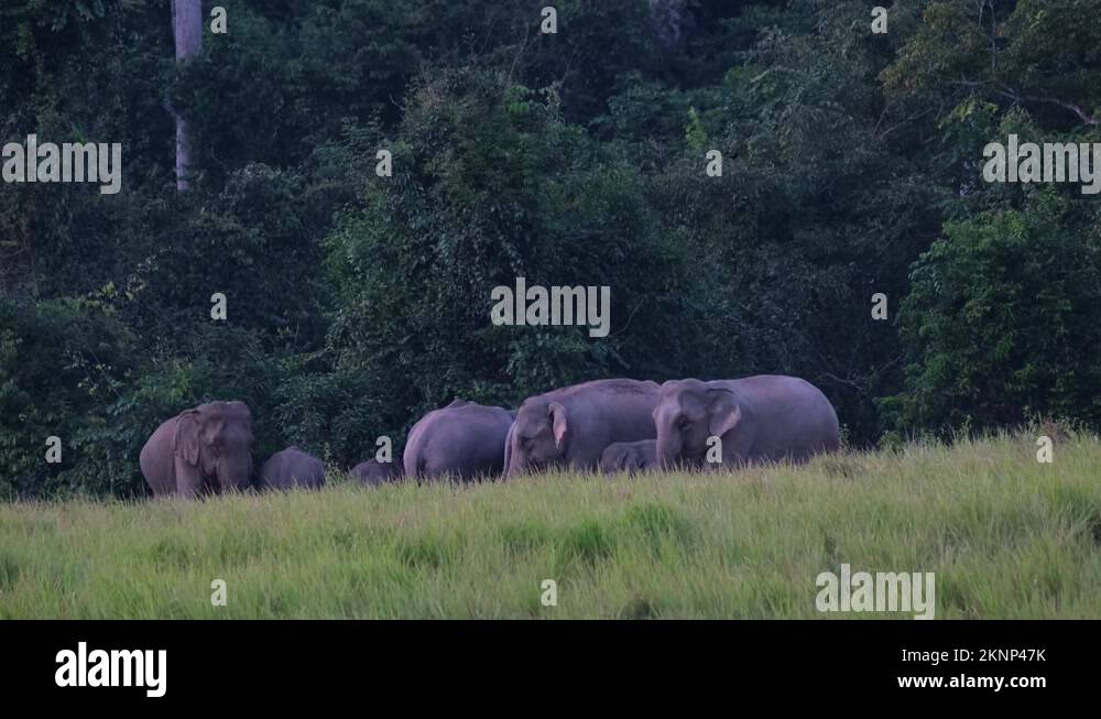 Indian Elephant, Elephas maximus indicus herd outside of the forest on ...