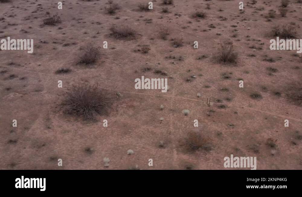 A coyote in the arid climate of the Mojave Desert searches for prey ...