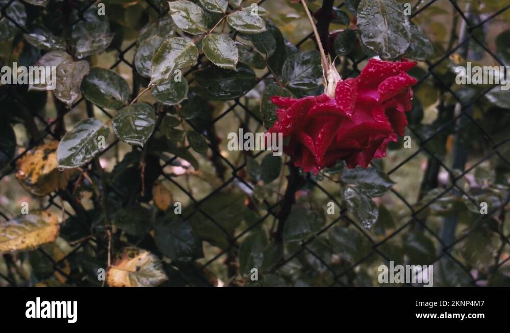 Flora rose Stock Videos & Footage - HD and 4K Video Clips - Alamy