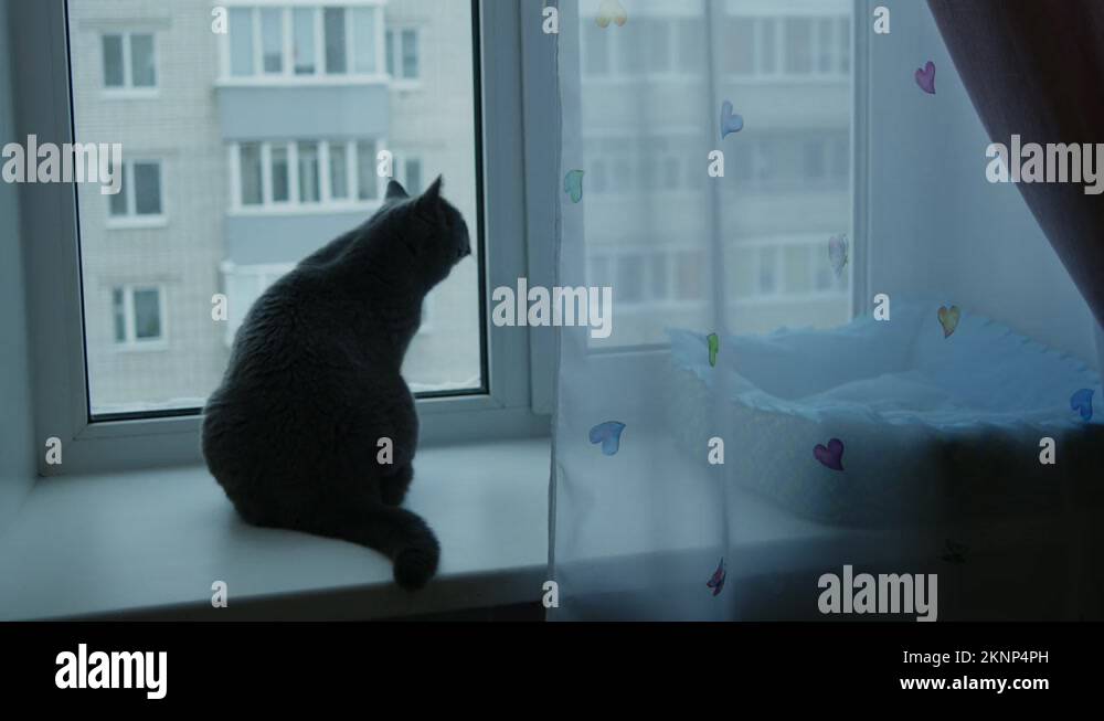 A gray cat sits on the windowsill, waving its tail and watching the ...