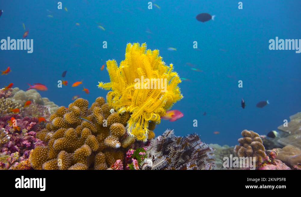 Sealily Stock Videos & Footage - HD and 4K Video Clips - Alamy