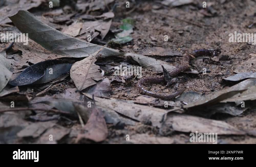 Insects of khao yai national park Stock Videos & Footage - HD and 4K ...