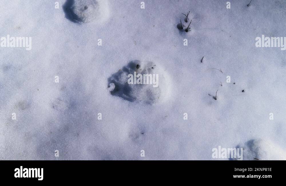 Snow paws Stock Videos & Footage - HD and 4K Video Clips - Alamy