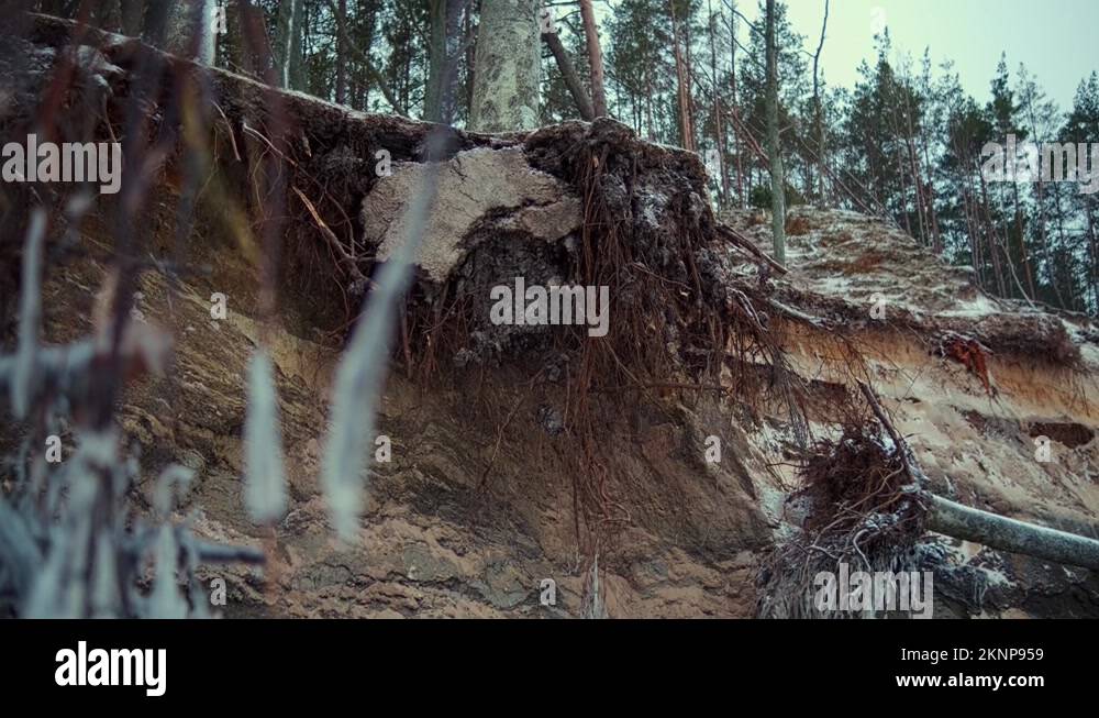 Tree roots on the beach Stock Videos & Footage - HD and 4K Video Clips ...