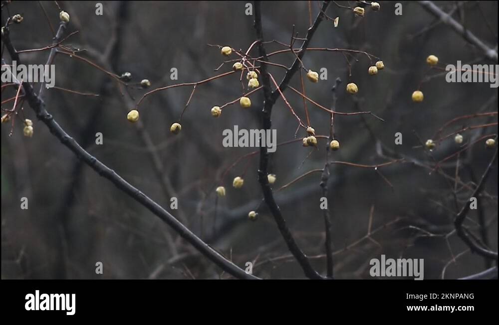 Tree drooping Stock Videos & Footage - HD and 4K Video Clips - Alamy