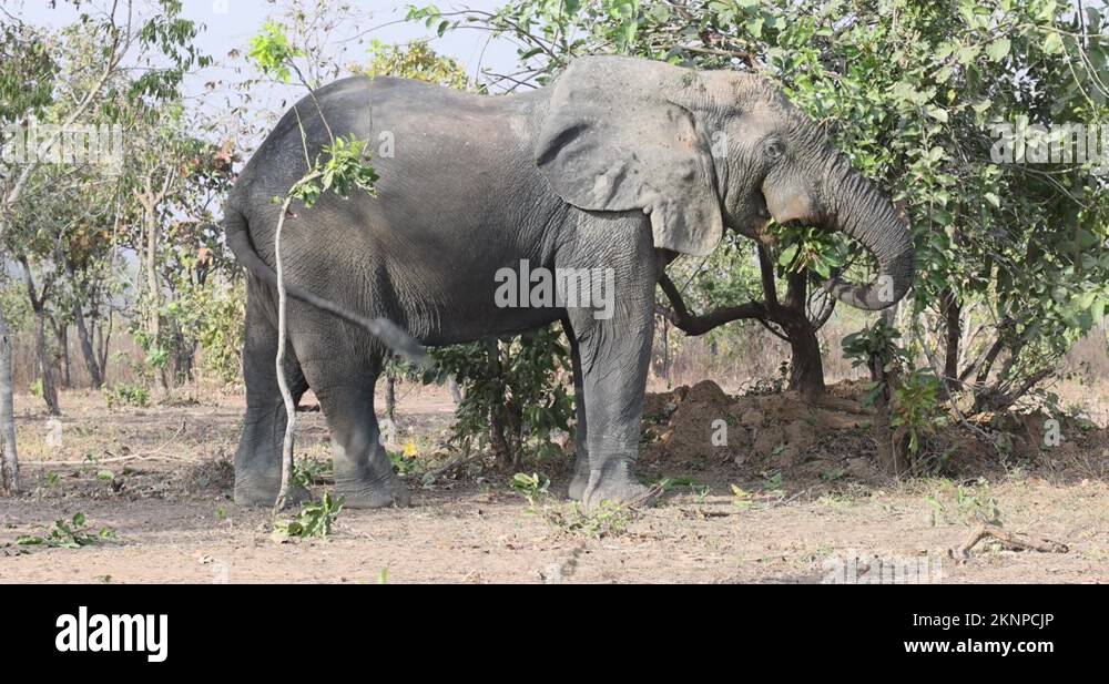 Elephant eating leaves trees bush forest Mole northern Ghana 4K Stock ...
