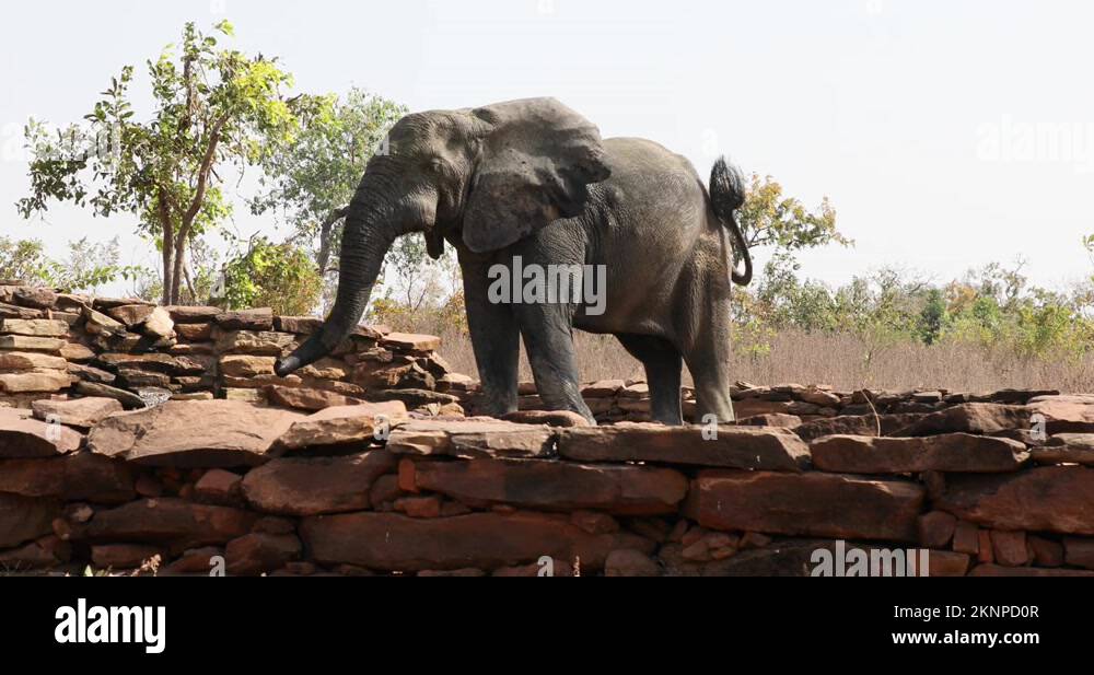 Large Bull Elephant in water fountain resort Mole Ghana Africa 4K Stock ...