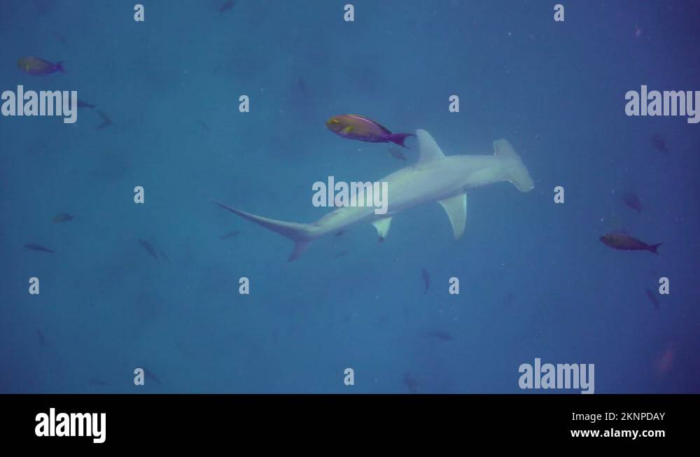 Hammer shark Stock Videos & Footage - HD and 4K Video Clips - Alamy
