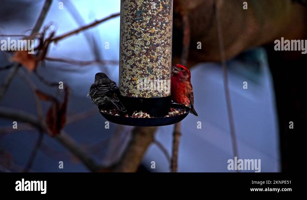 House finch and hose sparrows sitting on bird feeder with seeds and eat ...