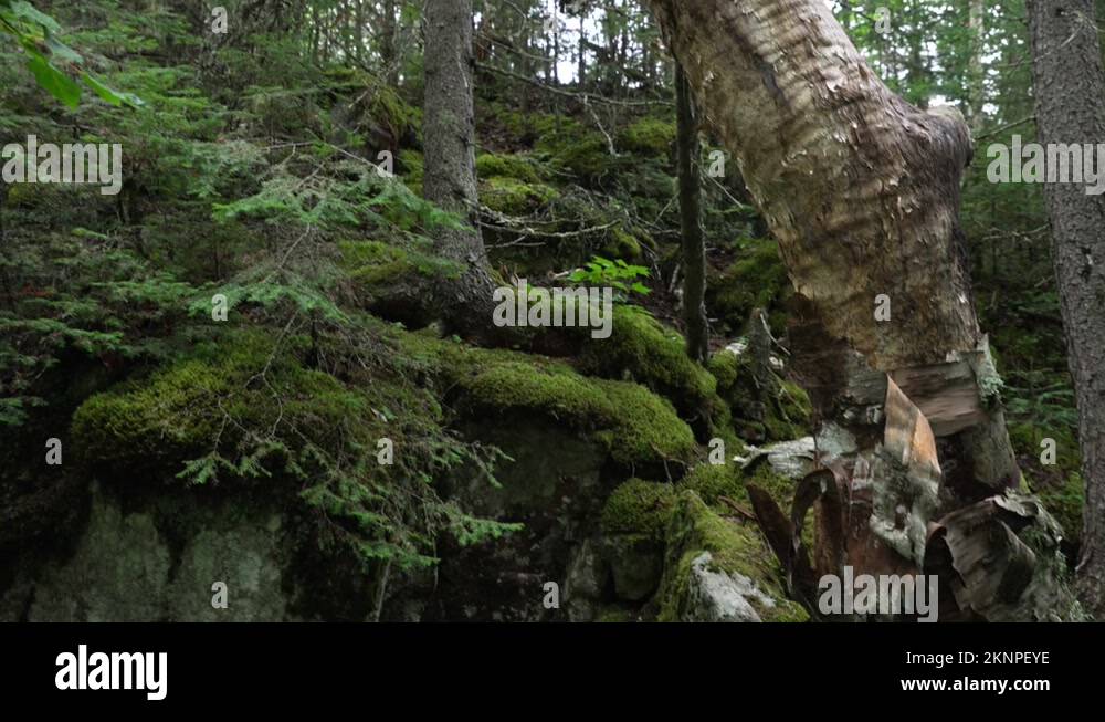 Explore a fallen birch tree from forest floor to canopy in a dense ...