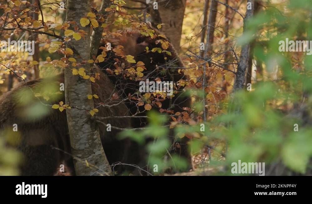 Bears playing forest Stock Videos & Footage - HD and 4K Video Clips - Alamy
