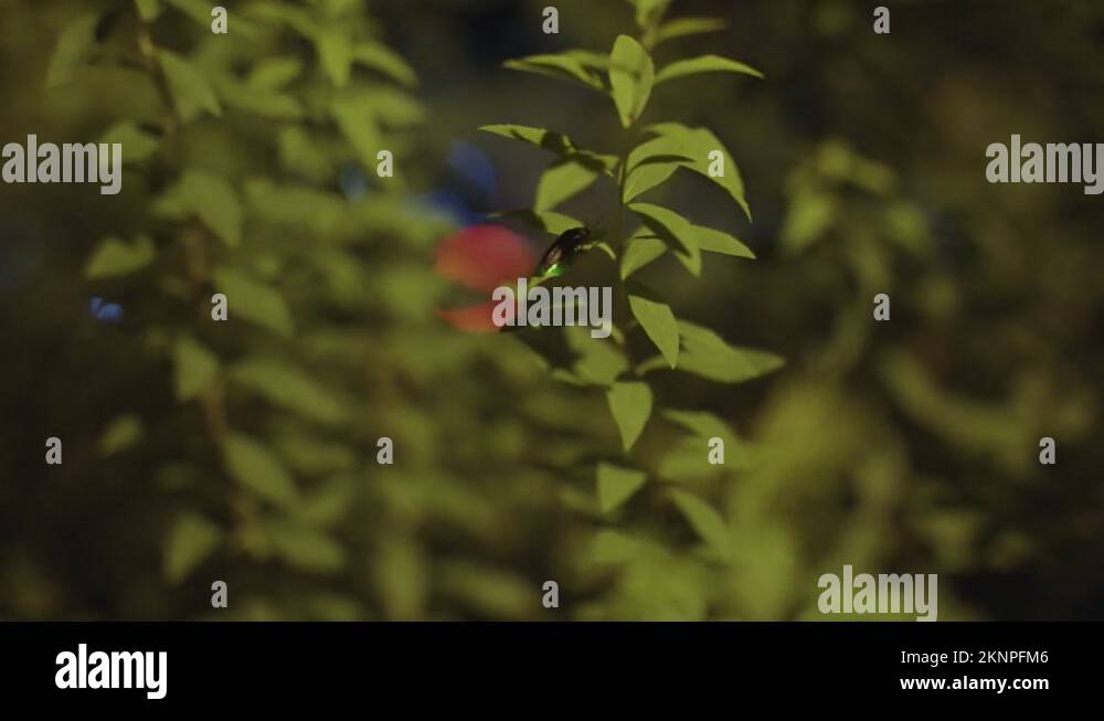 Japanese Firefly, Luciola cruciata, Glowing in Summer Night Stock Video ...