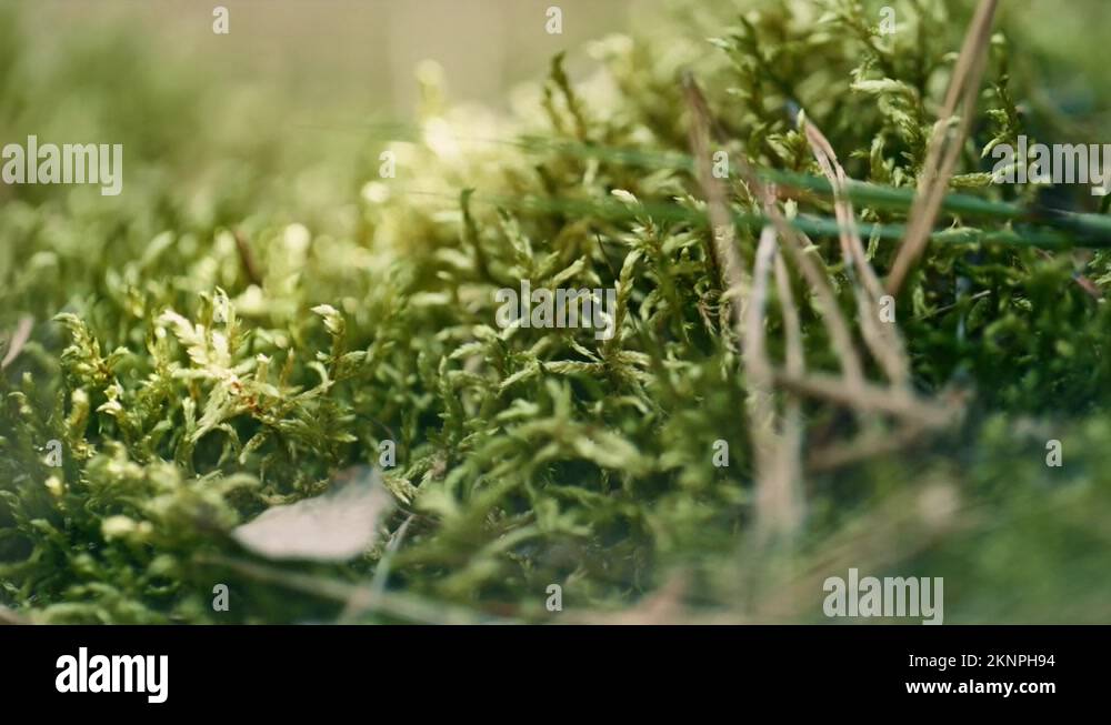 Macro green grass Stock Videos & Footage - HD and 4K Video Clips - Alamy