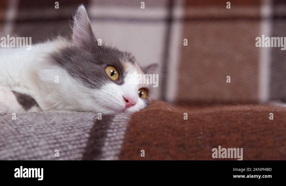 Kitty thinking Stock Videos & Footage - HD and 4K Video Clips - Alamy