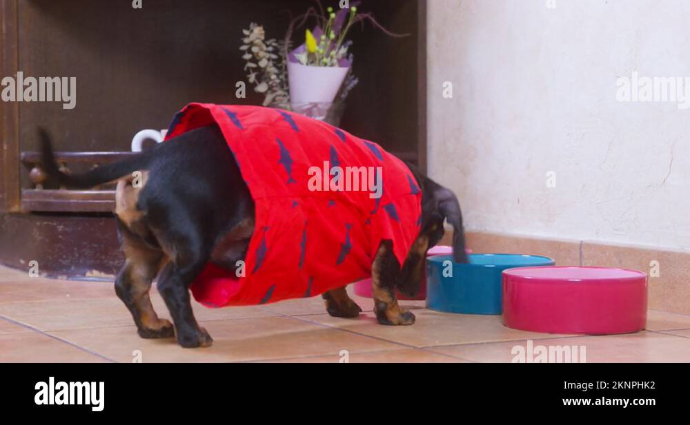 Ear plates Stock Videos & Footage - HD and 4K Video Clips - Alamy