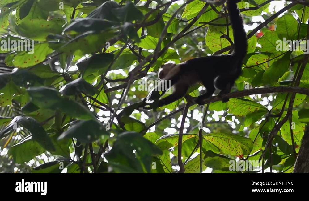 White faced capuchin beach Stock Videos & Footage - HD and 4K Video ...