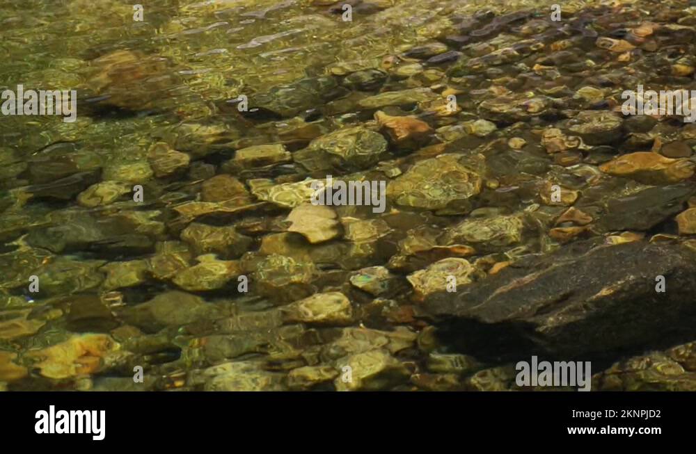 Fresh water river Stock Videos & Footage - HD and 4K Video Clips - Alamy