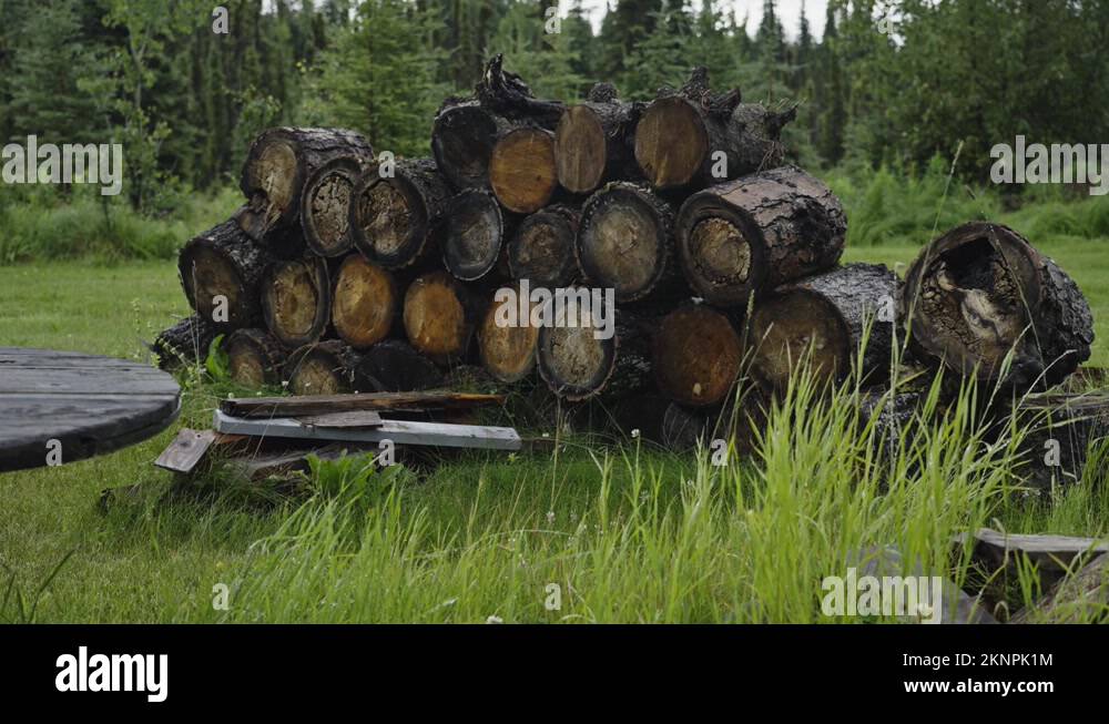 Wildlife habitat pile Stock Videos & Footage - HD and 4K Video Clips ...