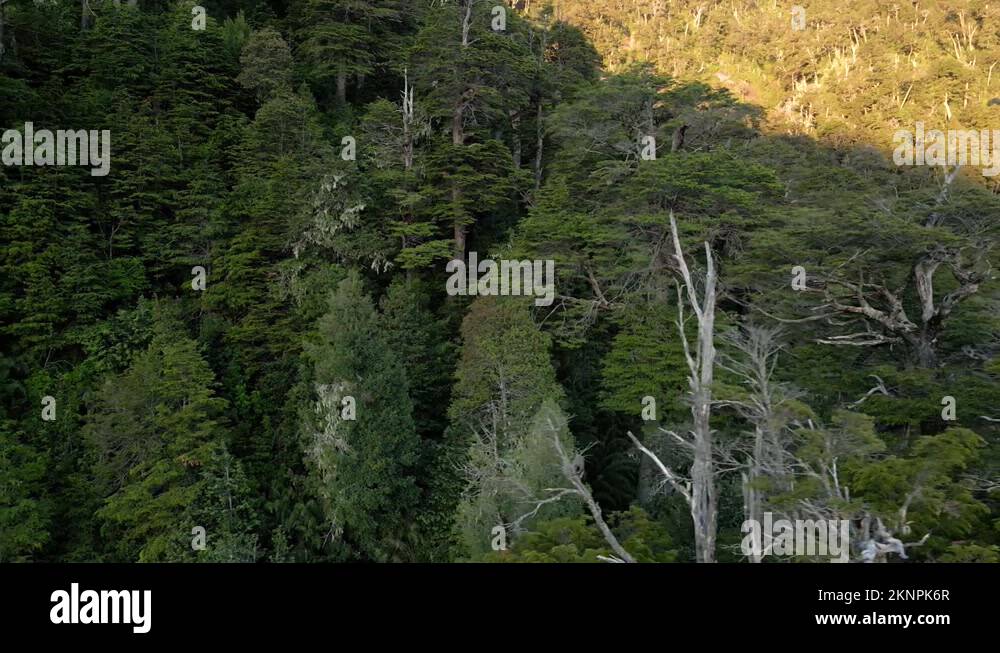 Southern chile forest Stock Videos & Footage - HD and 4K Video Clips ...
