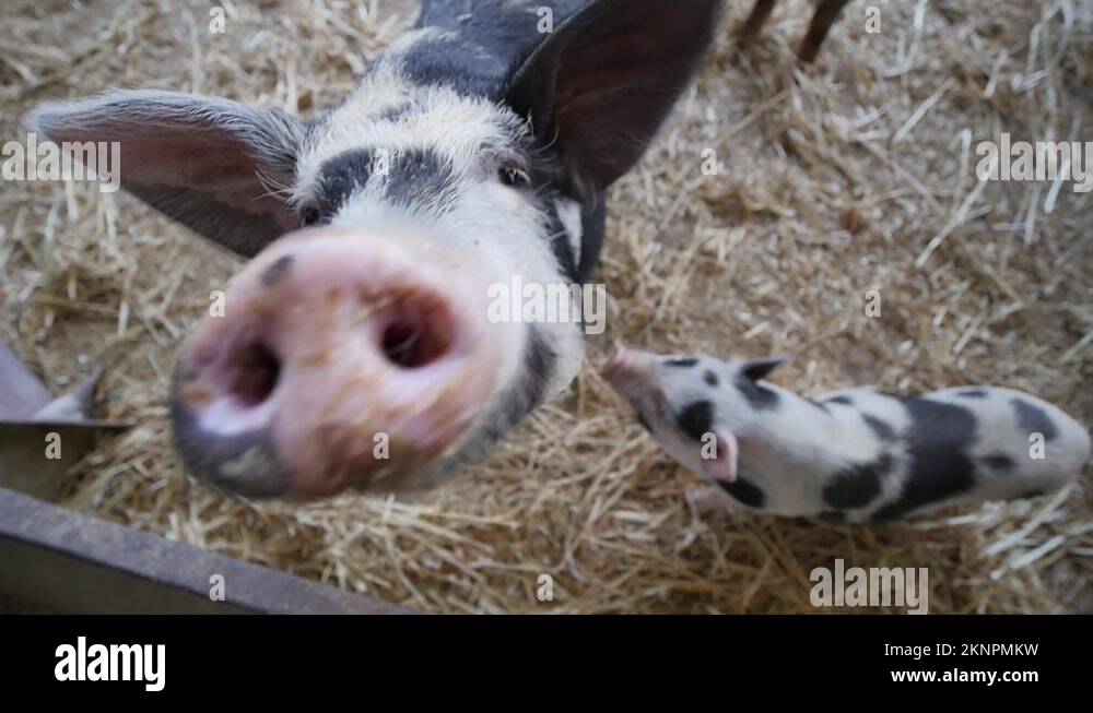 Close up pig Stock Videos & Footage - HD and 4K Video Clips - Alamy
