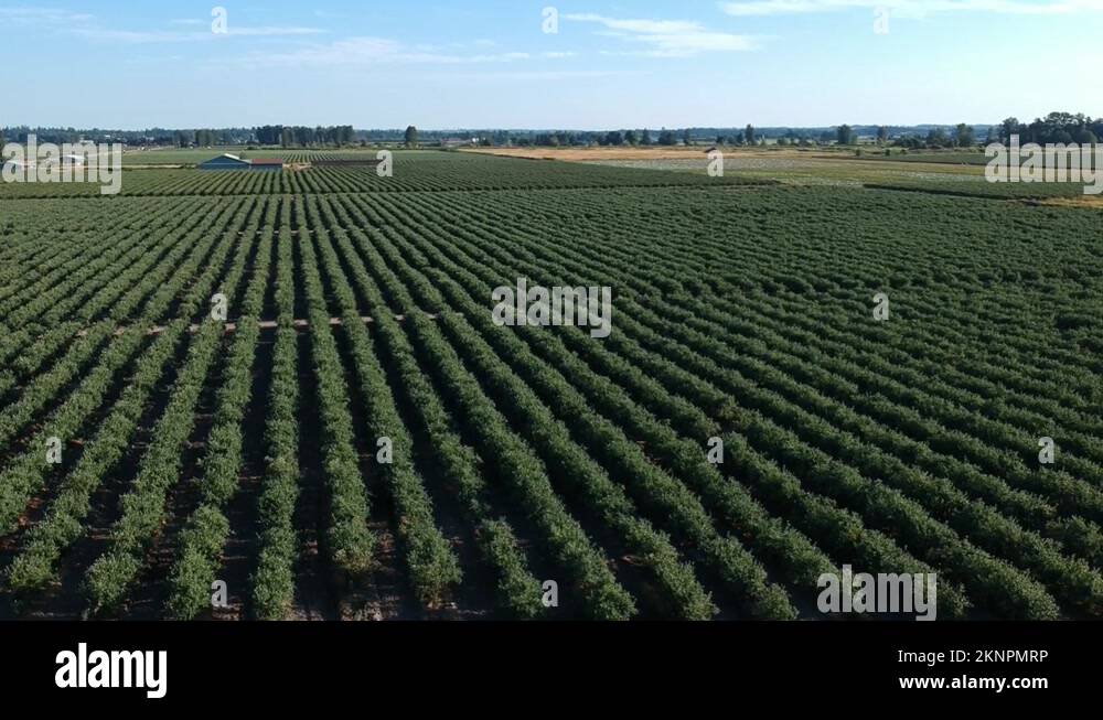 Adjacent crops Stock Videos & Footage - HD and 4K Video Clips - Alamy