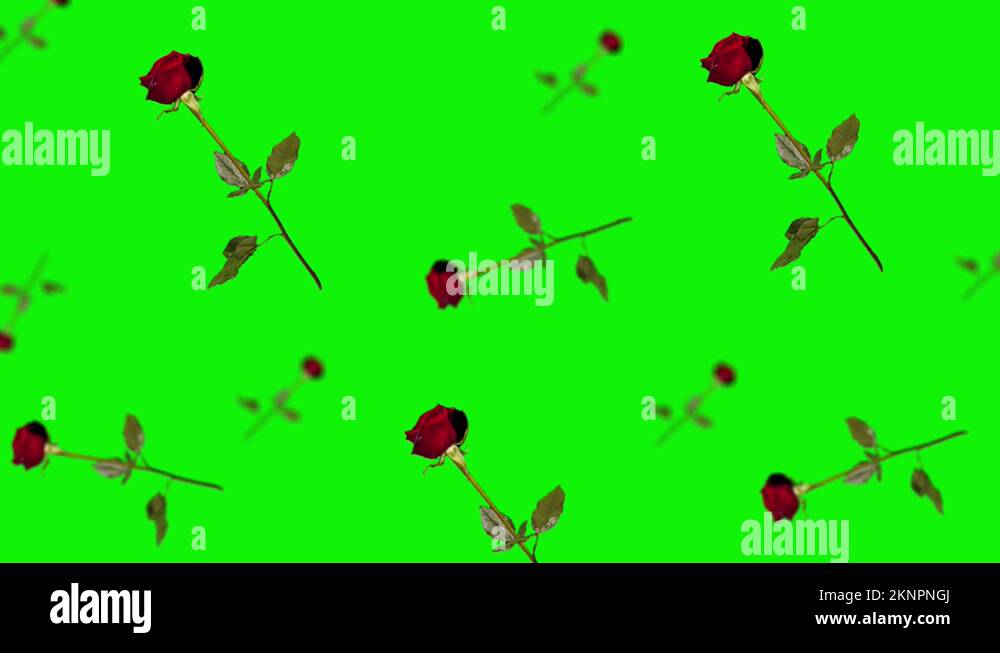 Animated beautiful red rose with stem and leaves flying and wiggle ...