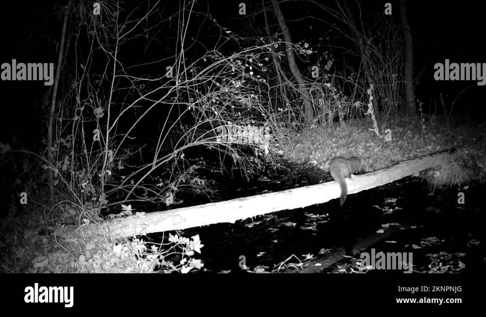 Log over water Stock Videos & Footage - HD and 4K Video Clips - Alamy