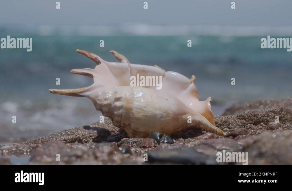 Seashell in the surf zone on background sea waves. Shell of Spider ...