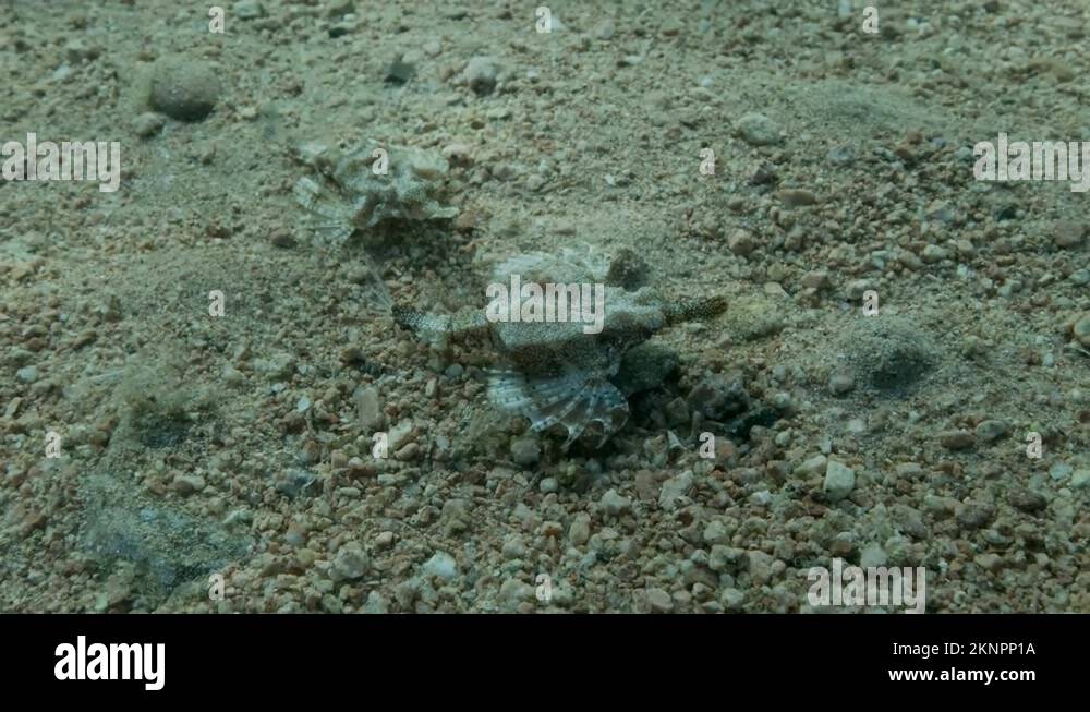 Pair of Seamoth move slowly one after another on the sandy bottom in ...