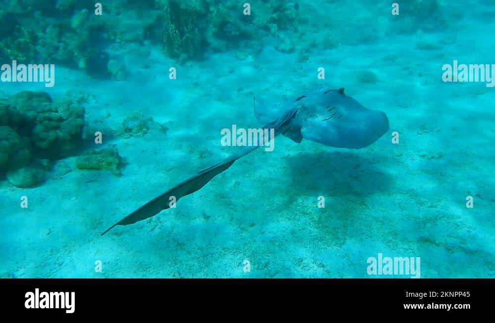 Stingray swim on shallow water coral reef. Сowtail Weralli stingray ...