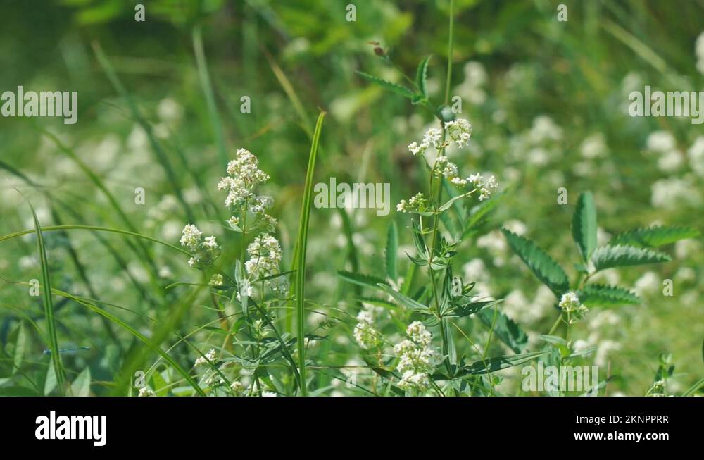 The small white flowers of the bedstraw or Galium in the meadow are ...