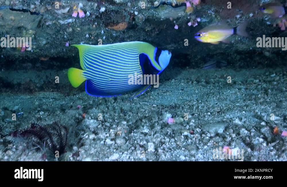 Emperor Angelfish (Pomacanthus imperator) Under a Wreck - Philippines ...