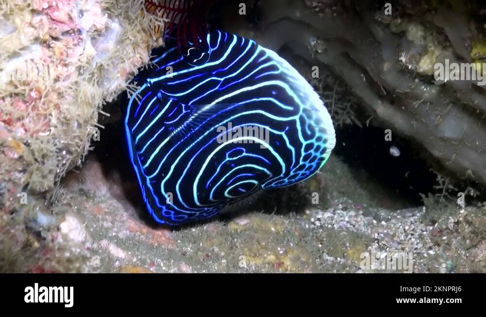 Juvenile Emperor Angelfish (Pomacanthus imperator) - Philippines Stock ...