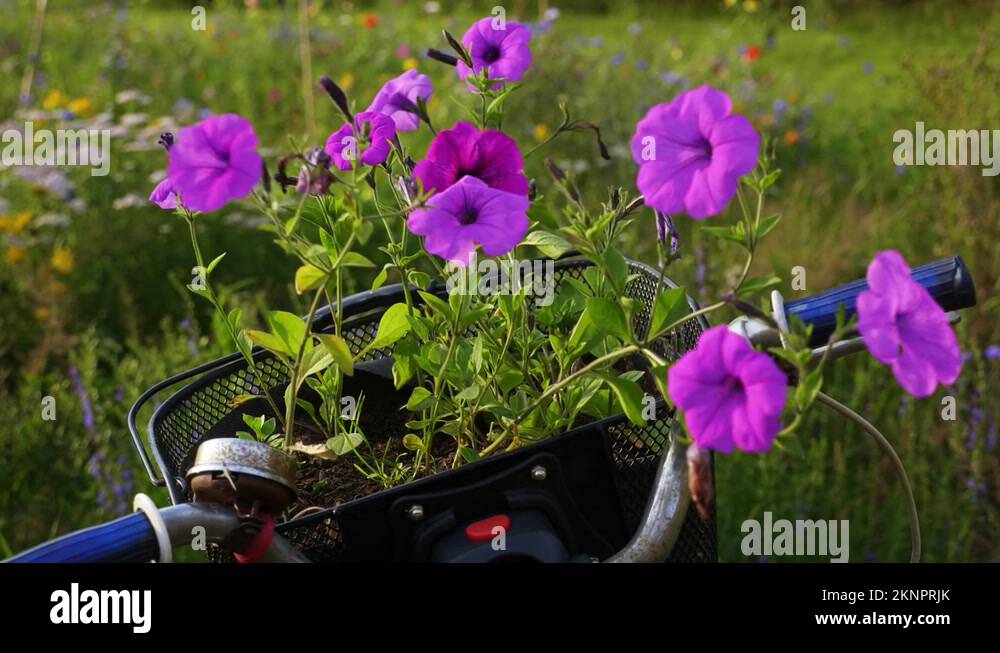 Petunia flowers Stock Videos & Footage - HD and 4K Video Clips - Alamy
