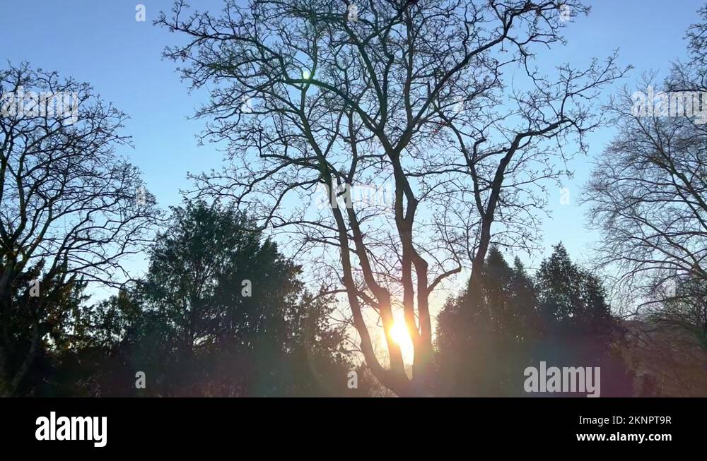 Silhouette trees with backlight Stock Videos & Footage - HD and 4K ...