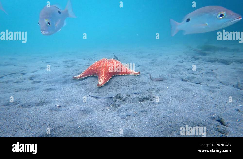 Beautiful big red seastar fish a school of fish, underwater scenery ...