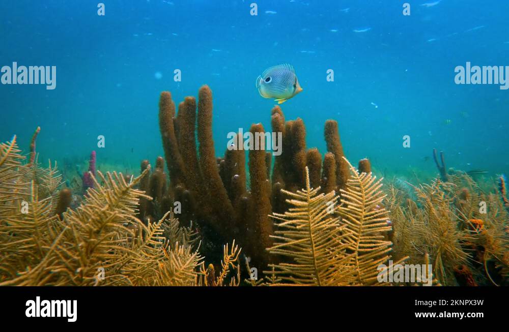 Coral reef environment, beautiful underwater ocean scenery, soft coral ...