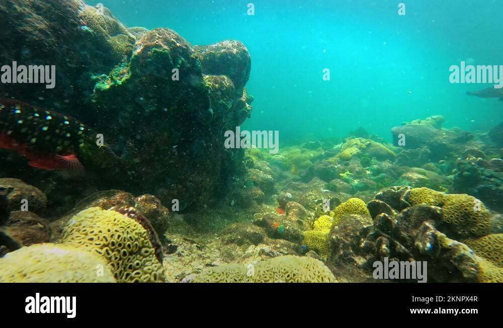 Zooxanthellae coral Stock Videos & Footage - HD and 4K Video Clips - Alamy