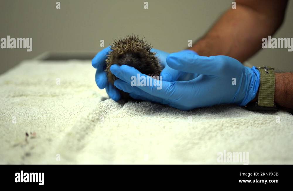 Handling wildlife Stock Videos & Footage - HD and 4K Video Clips - Alamy