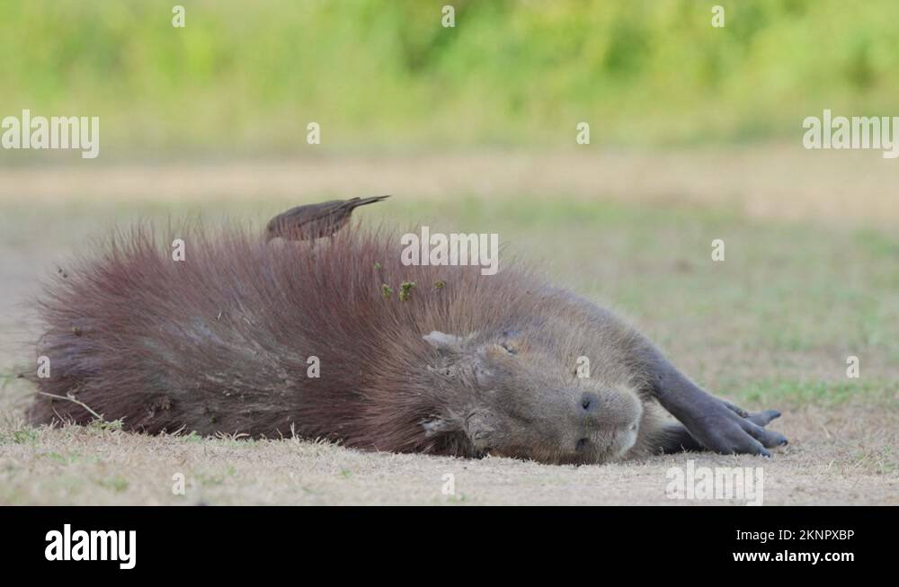 Sleeping capybara Stock Videos & Footage - HD and 4K Video Clips - Alamy