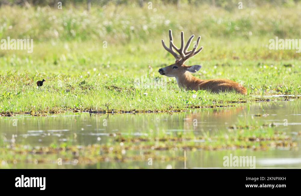 Stag lying Stock Videos & Footage - HD and 4K Video Clips - Alamy
