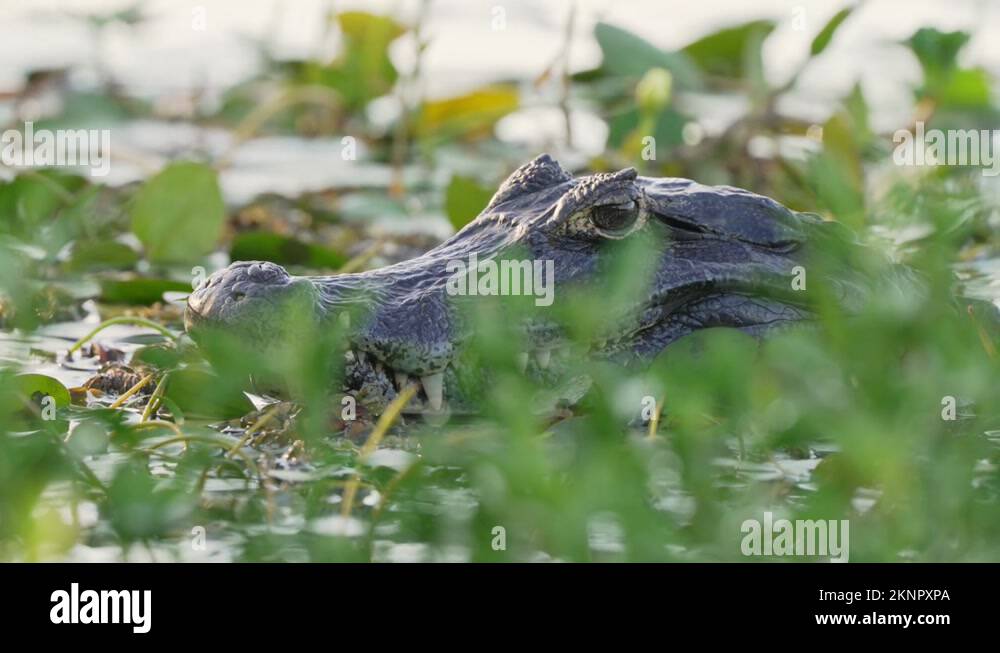 Jacare Caiman lying still in shallows of wetland; low angle shallow ...